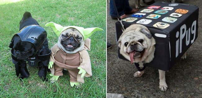 8 Pugs In Awesome Costumes