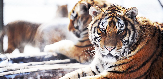 Why Tigers Are Afraid Of Chinese