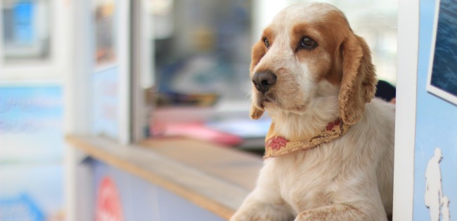 How to Tell What Your Dog is Thinking