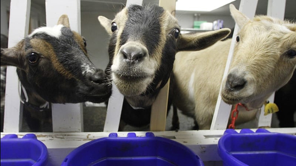 Donkeys and Other Animals That Have Been To Jail