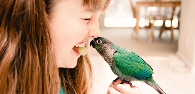Top Tips for Being a Responsible Bird Owner
