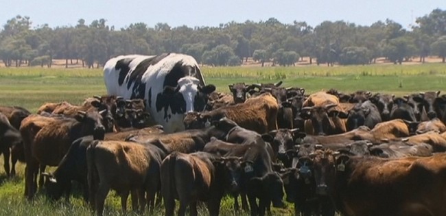 There Is a Big Cow Called Knickers and Apparently It’s All Fascinating!