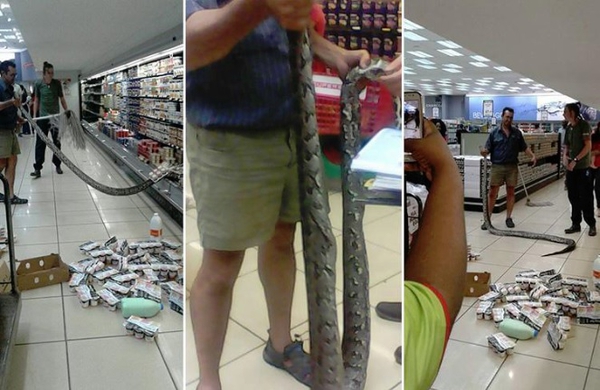 Why Do Snake Videos Go Viral? What Is So Fascinating About These Reptiles?