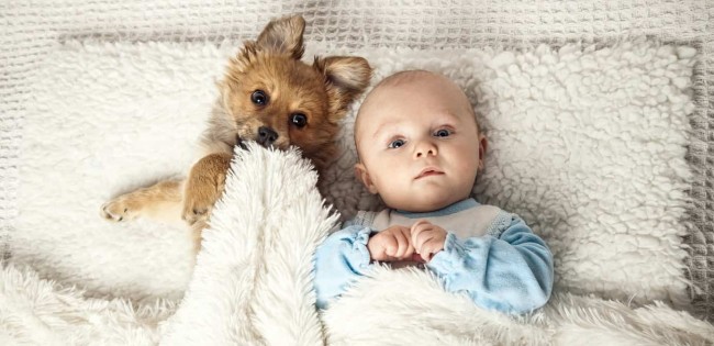 Six Adorable Dog Videos You Need To Watch