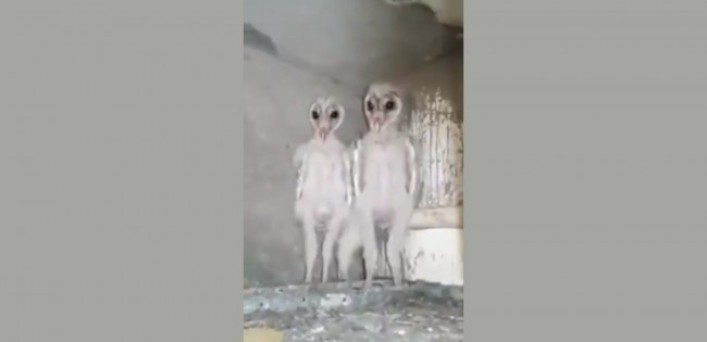 Aliens? No, It’s Just Owls In This Viral Clip