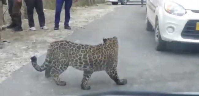 This Leopard Video Went Viral – But Not for the Best Reasons