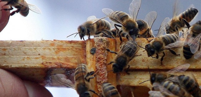 Bees Will Take Over the World - This Video Proves It