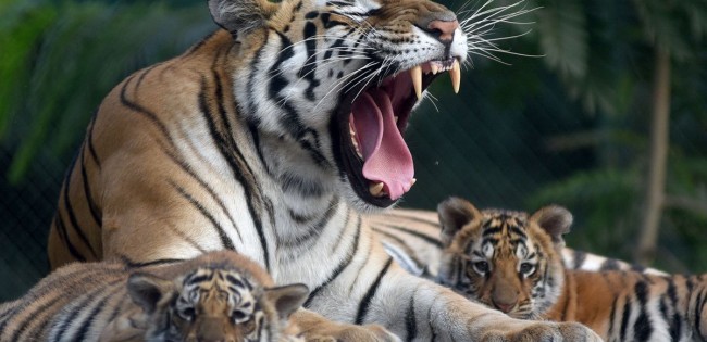 This Video Of A Tigress And Her Cubs Will Make Your Day
