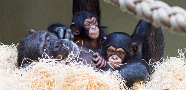 This Video of Chimps Playing Will Make Your Day